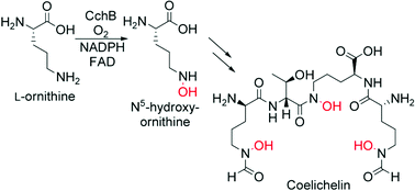 δ-Amino group hydroxylation of l-ornithine during coelichelin ...