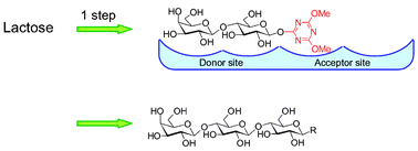 A novel glycosyl donor for chemo-enzymatic oligosaccharide synthesis: 4 ...