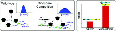 Engineering stochasticity in gene expression - Molecular BioSystems ...
