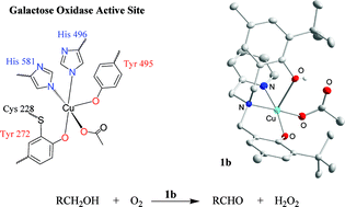Structural and functional mimic of galactose oxidase by a copper ...