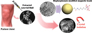 Basic Calcium Phosphate Crystals