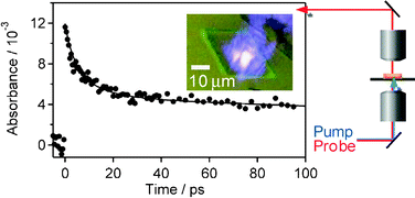 Self-trapping limited exciton diffusion in a monomeric perylene crystal ...