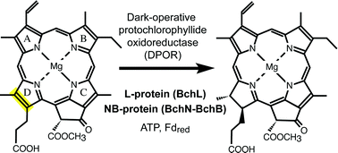 Functional expression of nitrogenase-like protochlorophyllide reductase ...