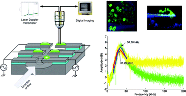 ‘Living cantilever arrays’ for characterization of mass of single live ...