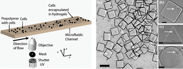 Stop-flow lithography to generate cell-laden microgel particles - Lab ...