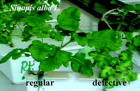 Determination of thallium forms in plant extracts by anion exchange ...