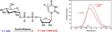 Novel derivatives of UDP-glucose: concise synthesis and fluorescent ...