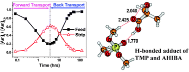 A pH dependent transport and back transport of americium(iii) through ...