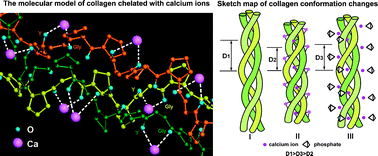 Conformation change of collagen during the initial stage of ...