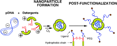 Formulation of PEG–folic acid coated nanometric DNA particles from ...