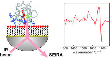 Redox-linked protein dynamics of cytochrome c probed by time-resolved ...