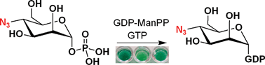 Chemoenzymatic synthesis of GDP-azidodeoxymannoses: non-radioactive ...