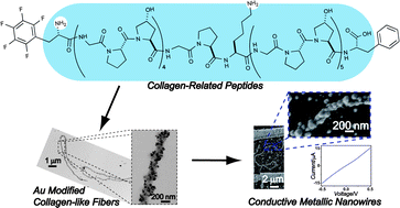 Self-assembled collagen-like peptide fibers as templates for metallic ...
