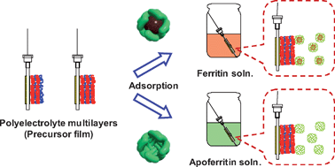 Electrostatic adsorption of ferritin, proteins and nanoparticle ...