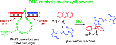 Catalytic DNA (deoxyribozymes) for synthetic applications—current ...