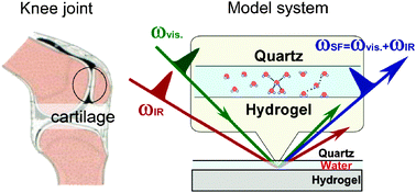 Interfacial water structure at polymer gel/quartz interfaces ...
