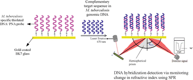 Nucleic acid sensor for M. tuberculosis detection based on surface ...