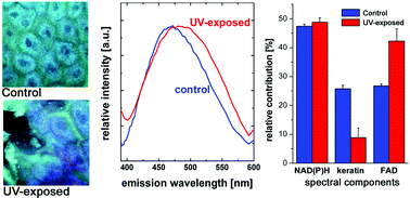 In vivo nonlinear spectral imaging microscopy of visible and ...