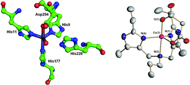 Corroborative cobalt and zinc model compounds of α-amino-β ...