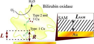 Gold single-crystal electrode surface modified with self-assembled ...