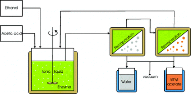 Waste-free process for continuous flow enzymatic esterification using a ...
