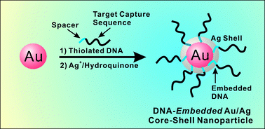 DNA-embedded Au/Ag core–shell nanoparticles - Chemical Communications ...