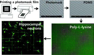 Direct rapid prototyping of PDMS from a photomask film for ...