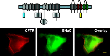 Assessment of the CFTR and ENaC association - Molecular BioSystems (RSC ...