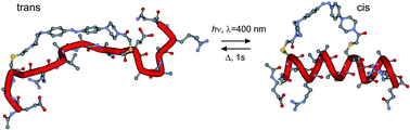 Photo-control of peptide conformation on a timescale of seconds with a ...