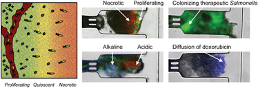 A multipurpose microfluidic device designed to mimic microenvironment ...
