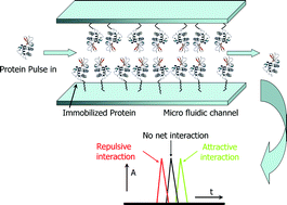 Protein self-interaction chromatography on a microchip - Lab on a Chip ...