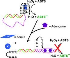 Rational design of an optical adenosine sensor by conjugating a DNA ...
