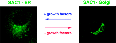 SAC1 lipid phosphatase and growth control of the secretory pathway ...