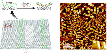 Developing DNA tiles for oligonucleotide hybridization assay with ...