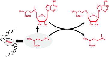Speciation of selenomethionine metabolites in wheat germ extract ...