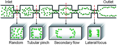 Continuous focusing of microparticles using inertial lift force and ...