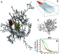 Modularity and robustness of bone networks - Molecular BioSystems (RSC ...