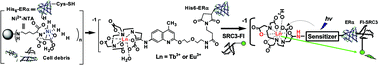A new quinoline sensitizer-centered lanthanide chelate and its use for ...