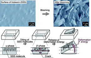 Blooming theory of tristearin - Soft Matter (RSC Publishing)
