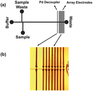 Electrode array detector for microchip capillary electrophoresis ...