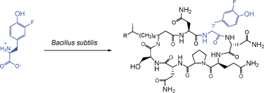 Precursor-directed biosynthesis of fluorinated iturin A in Bacillus spp ...