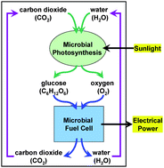 A self-assembling self-repairing microbial photoelectrochemical solar ...