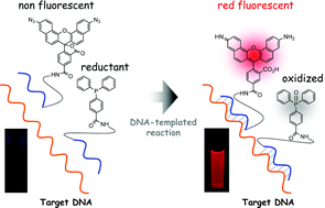 Reduction-triggered red fluorescent probes for dual-color detection of ...