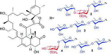 New glycosylated derivatives of versipelostatin, the GRP78/Bip ...