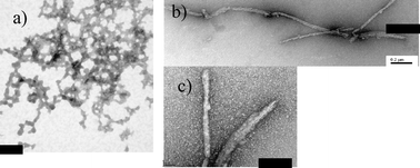 Formation and dissolution of hen egg white lysozyme amyloid fibrils in ...