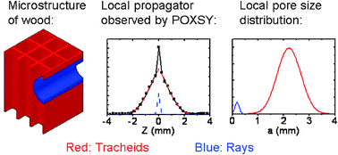 Determination of the structure of wood from the self-diffusion ...