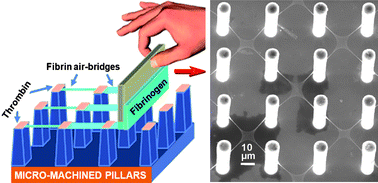 Biopolymerization-driven self-assembly of nanofiber air-bridges - Soft ...