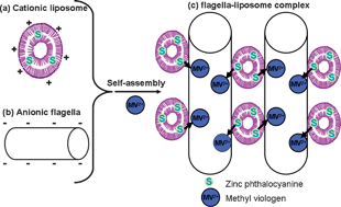 Self-assembly of drug-loaded liposomes on genetically engineered ...