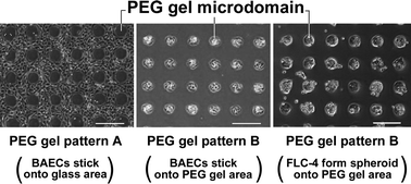 Inverted pattern formation of cell microarrays on poly(ethylene glycol ...