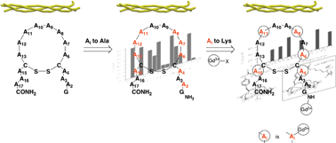 A lysine walk to high relaxivity collagen-targeted MRI contrast agents ...